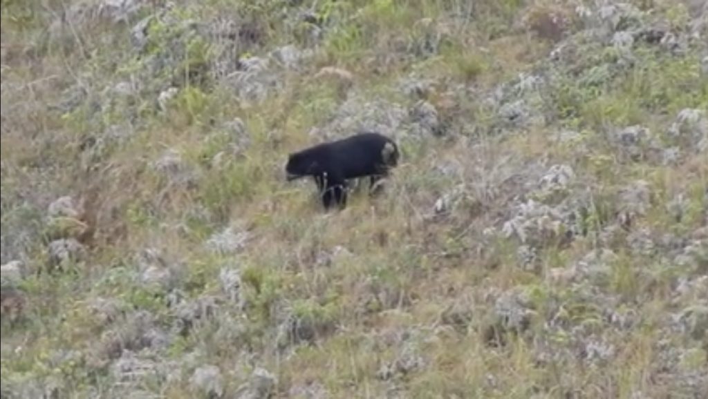 Conoces el Oso Jucumari, el único oso sudamericano? Conózcalo en este ...