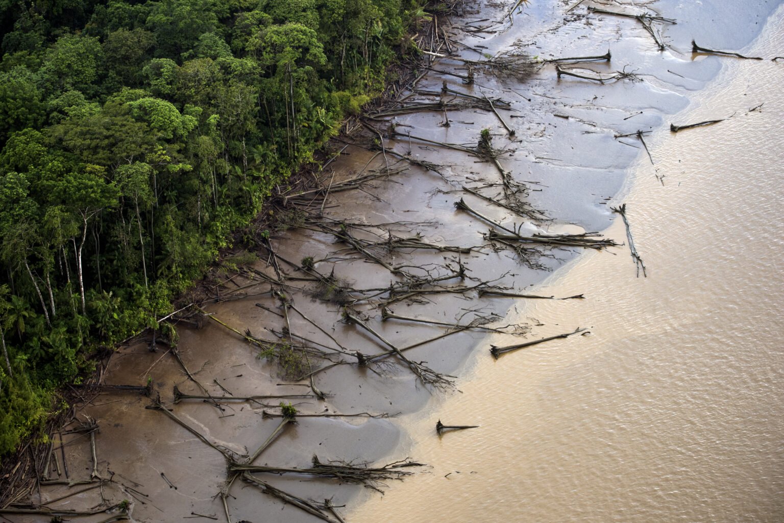Hunting, deforestation, and fire threaten jaguars in the Amazon Rainforest