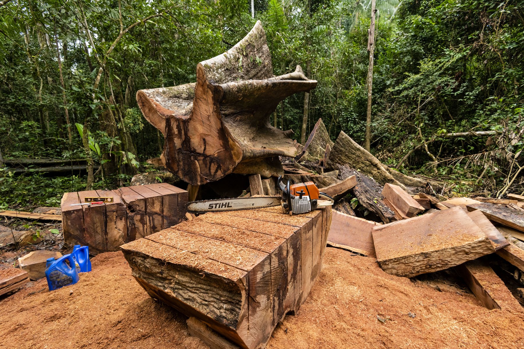 Los últimos gigantes del bosque - InfoAmazonia