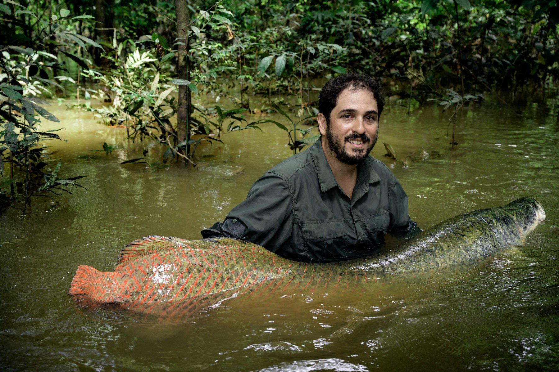 Management of the pirarucu: when science and communities join forces to ...
