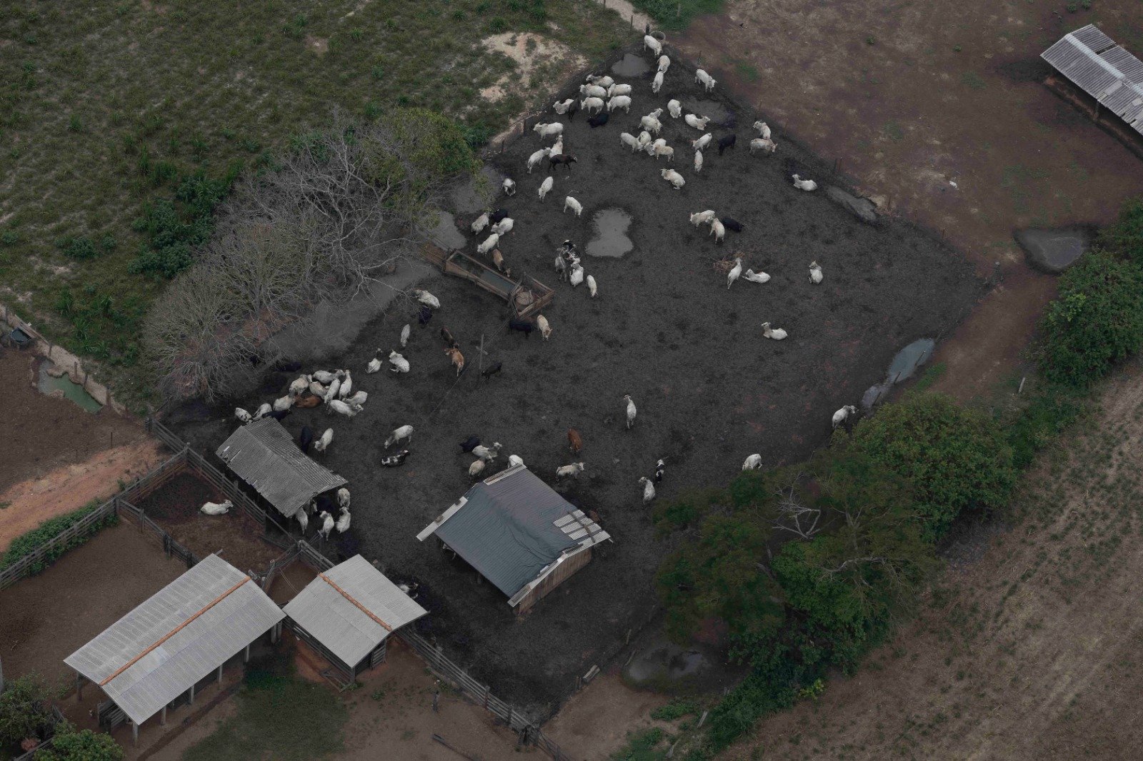 Banco do Brasil financiou criação de gado na TI Uru-Eu-Wau-Wau