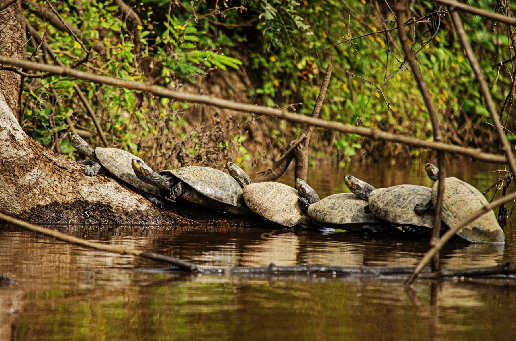 In the footsteps of turtle and egg smugglers in Bolivia’s Amazon Forest ...