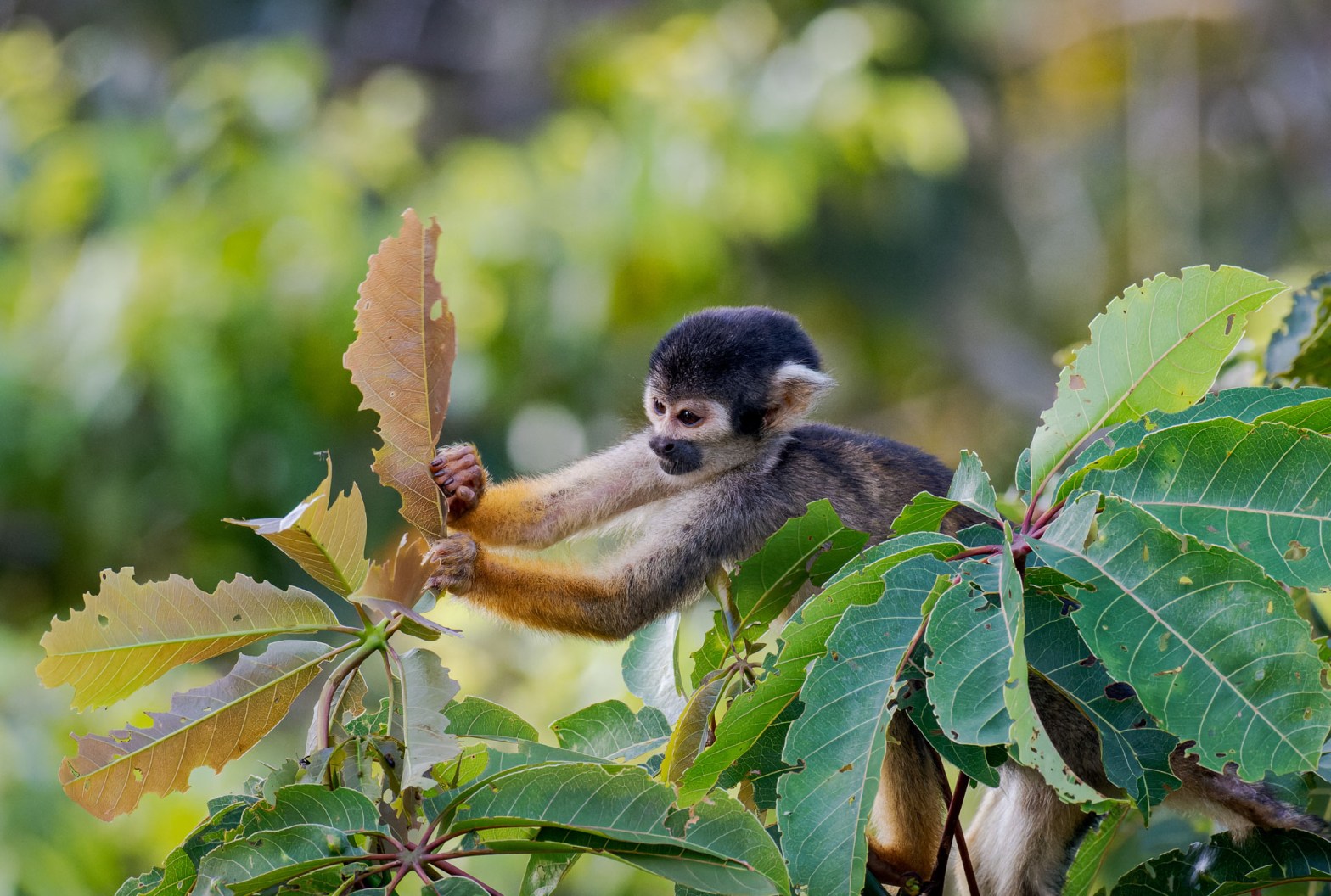 Macaco pode ser extinto por conta de mudanças do clima - InfoAmazonia