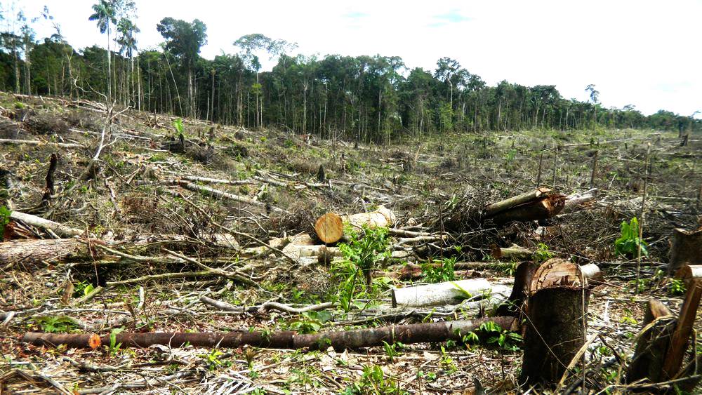 ARA: Peru has lost more than 7 million hectares of forest from ...